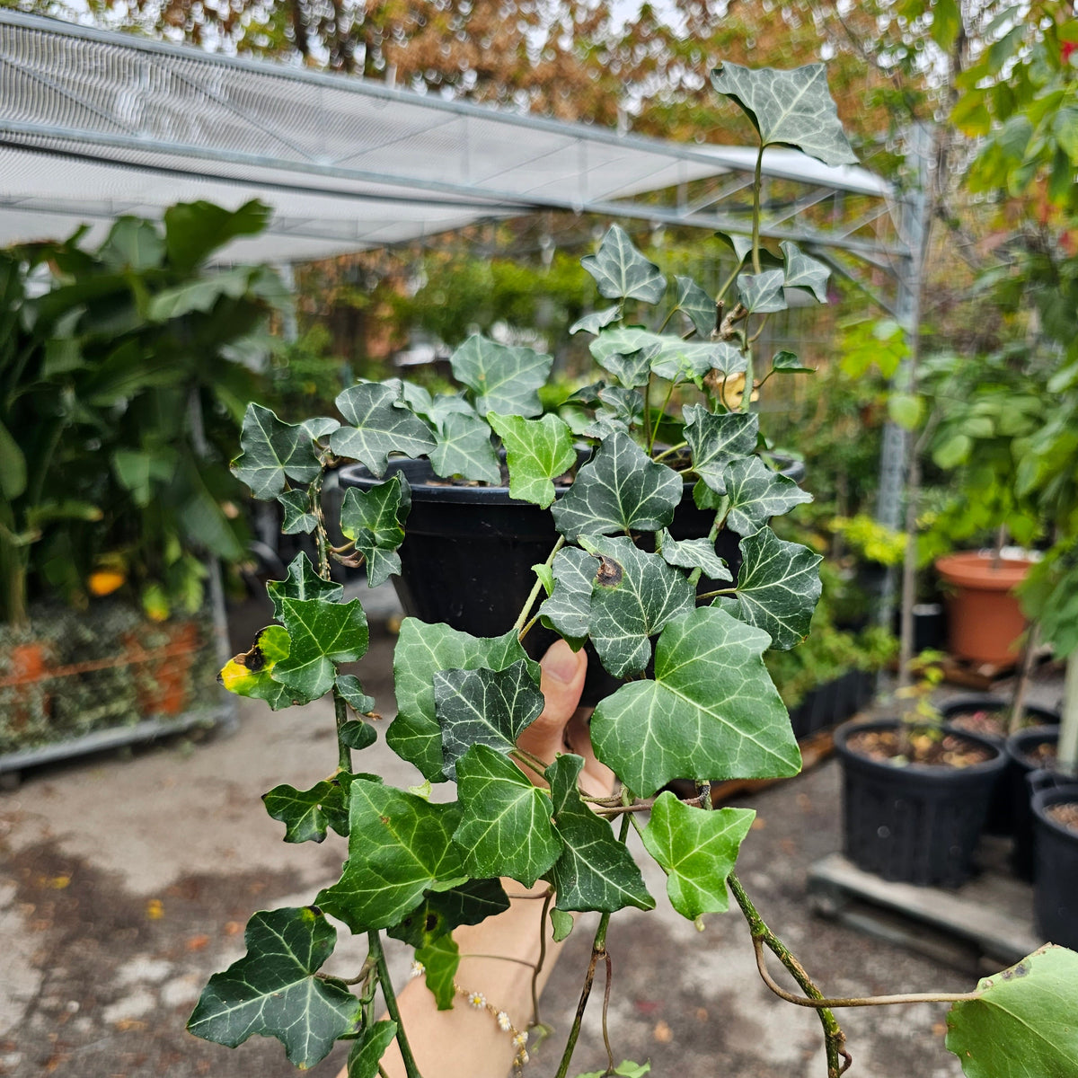 Baltic Ivy: Hedera helix 'Baltica' — Dynasty Plants