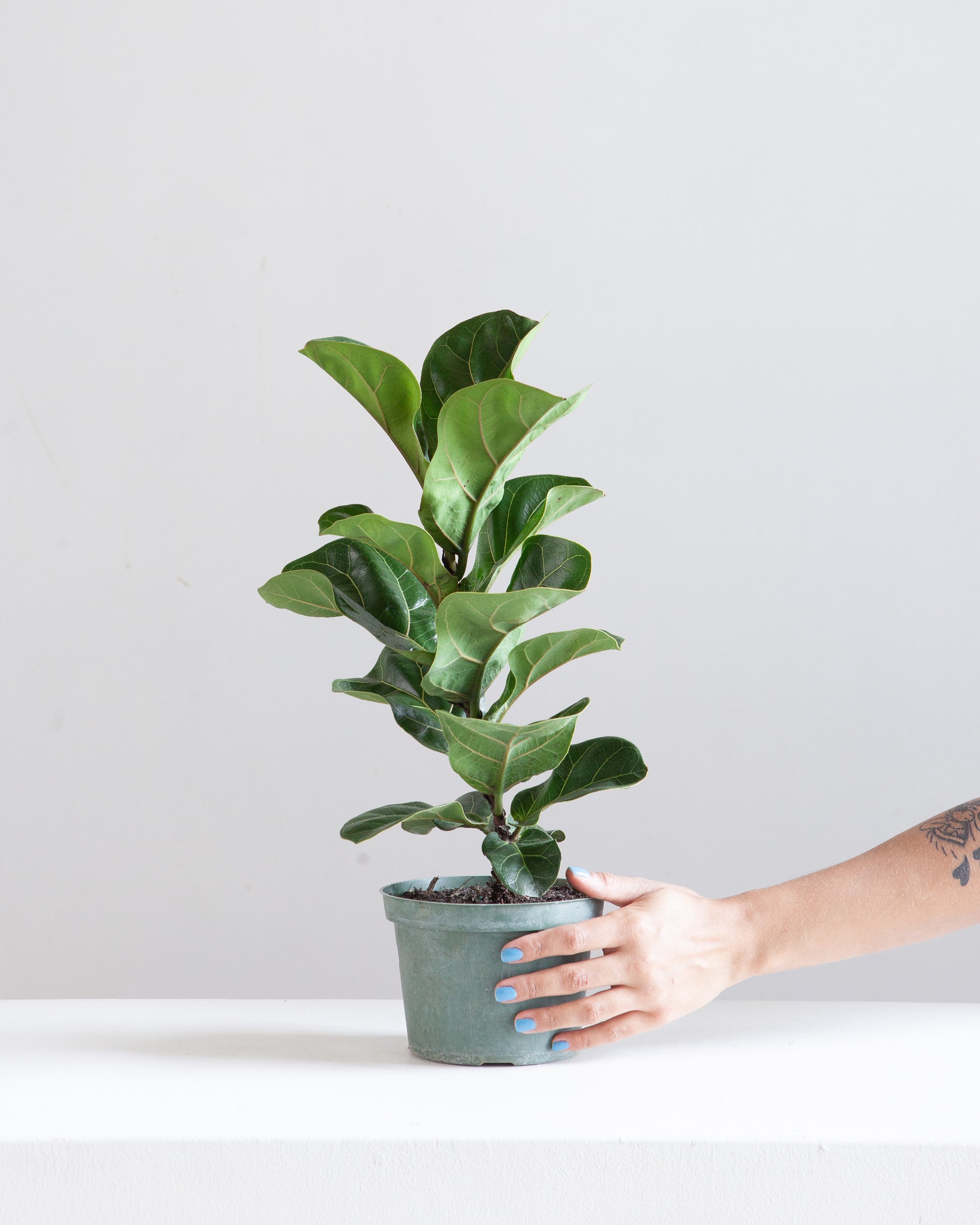 Small Leaf Fiddle Leaf Fig: Ficus lyrata 'Bambino' - 6 inch pot ...