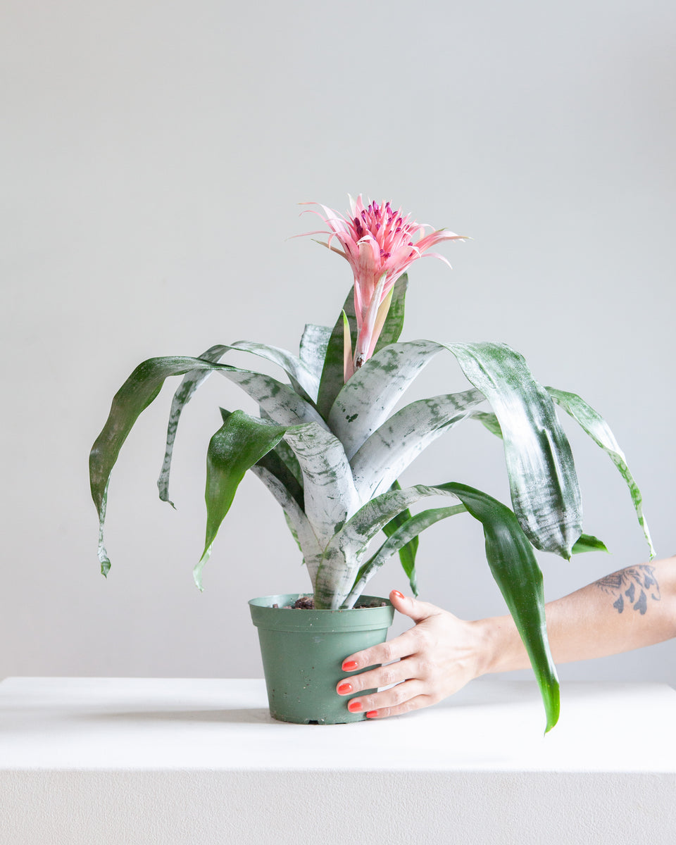 BROMELIAD FASCIATA 'SILVER VASE' 6" Grower Pot – Dynasty Plants