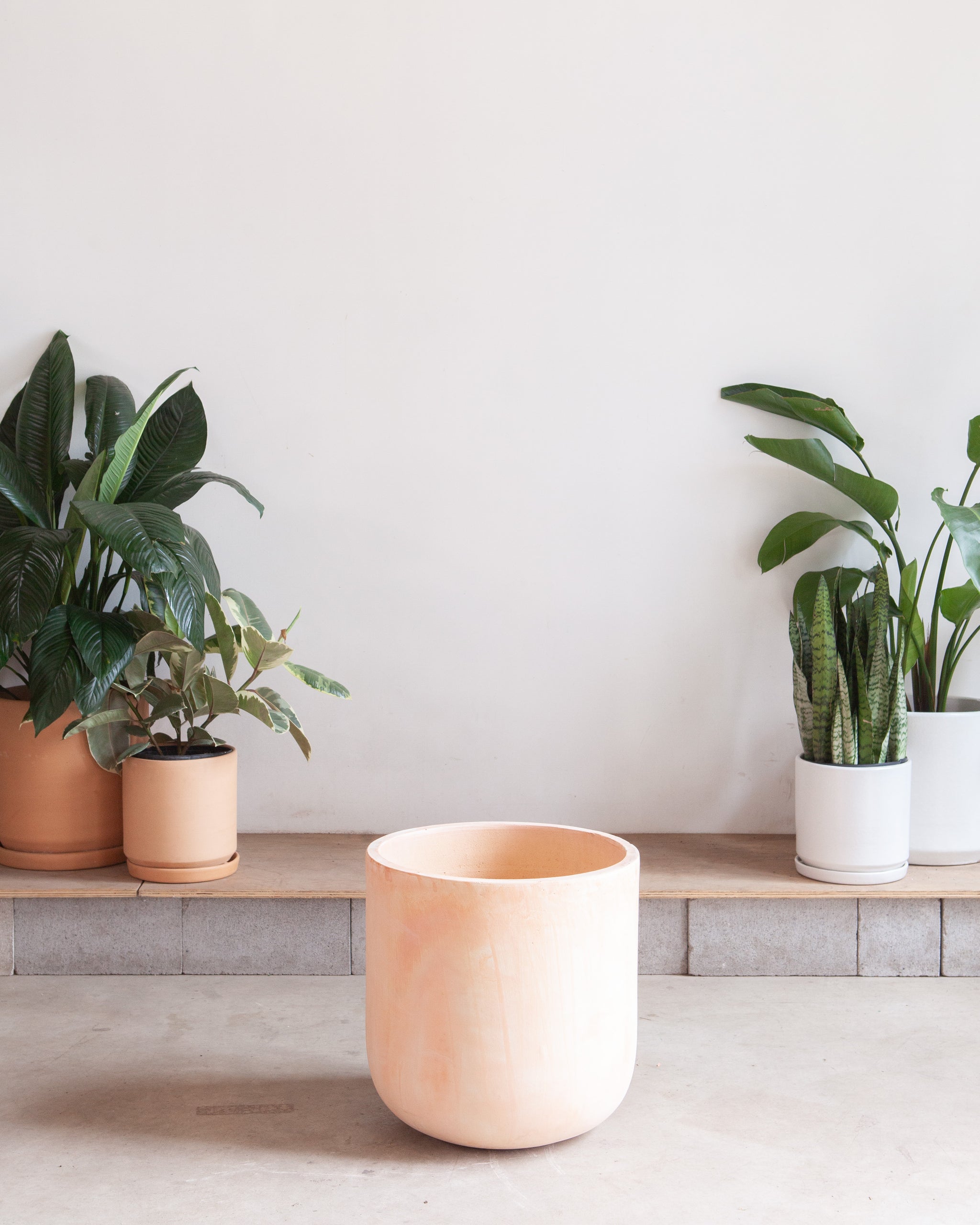 LARGE 14"+ PLANTERS — Dynasty Plants