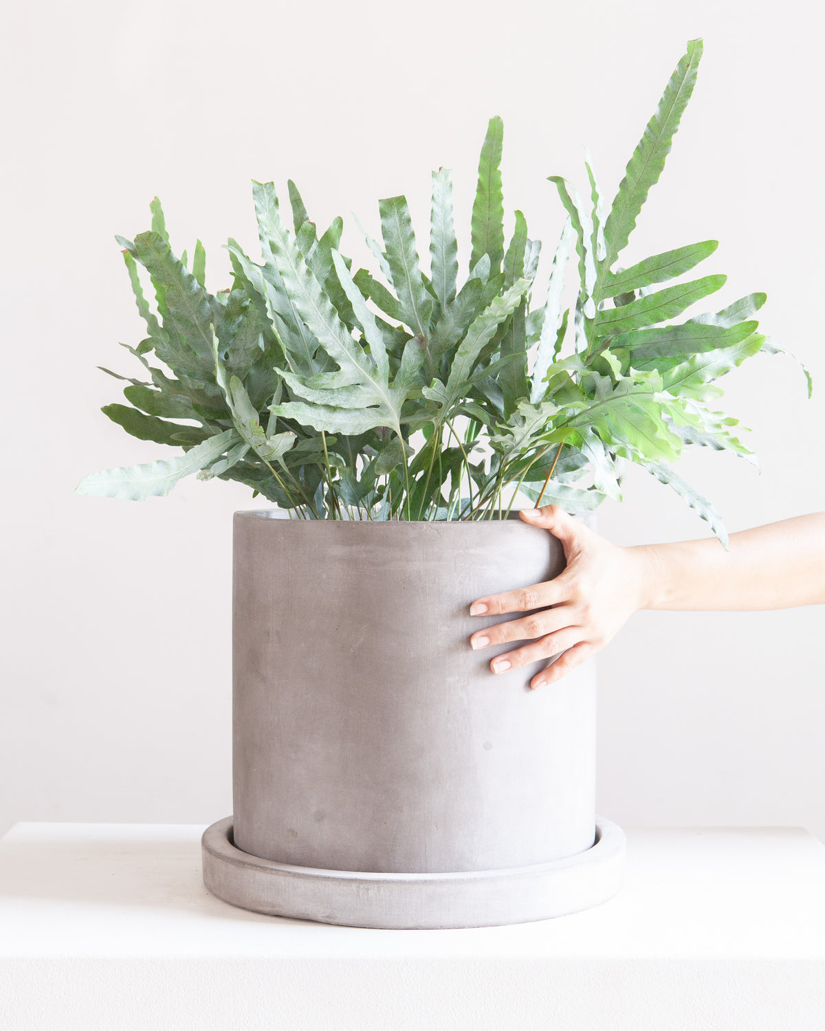 MARTA PLANTER Medium 10.5 Inch — Dynasty Plants