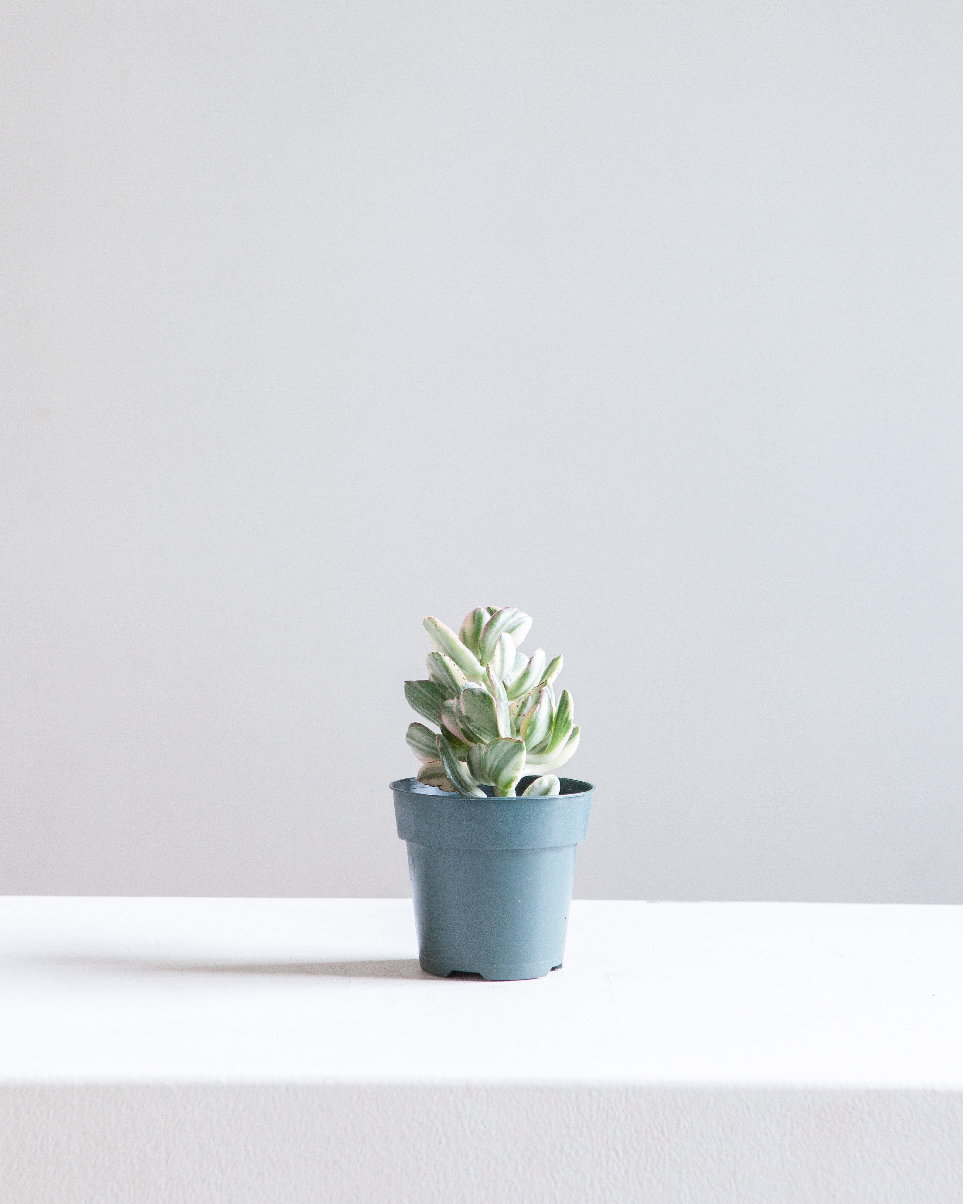 Variegated Jade Plant: Crassula ovata - 4 inch pot — Dynasty Plants