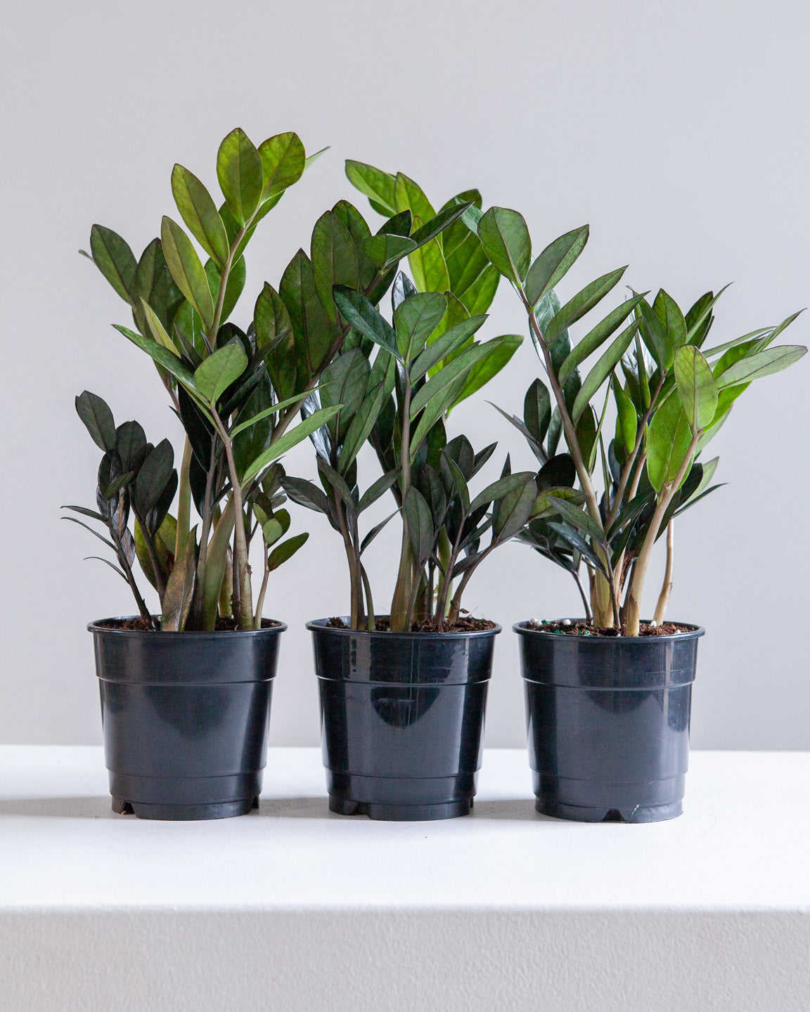 Supernova ZZ Plant: Zamioculcas zamiifolia - 5 inch pot – Dynasty Plants