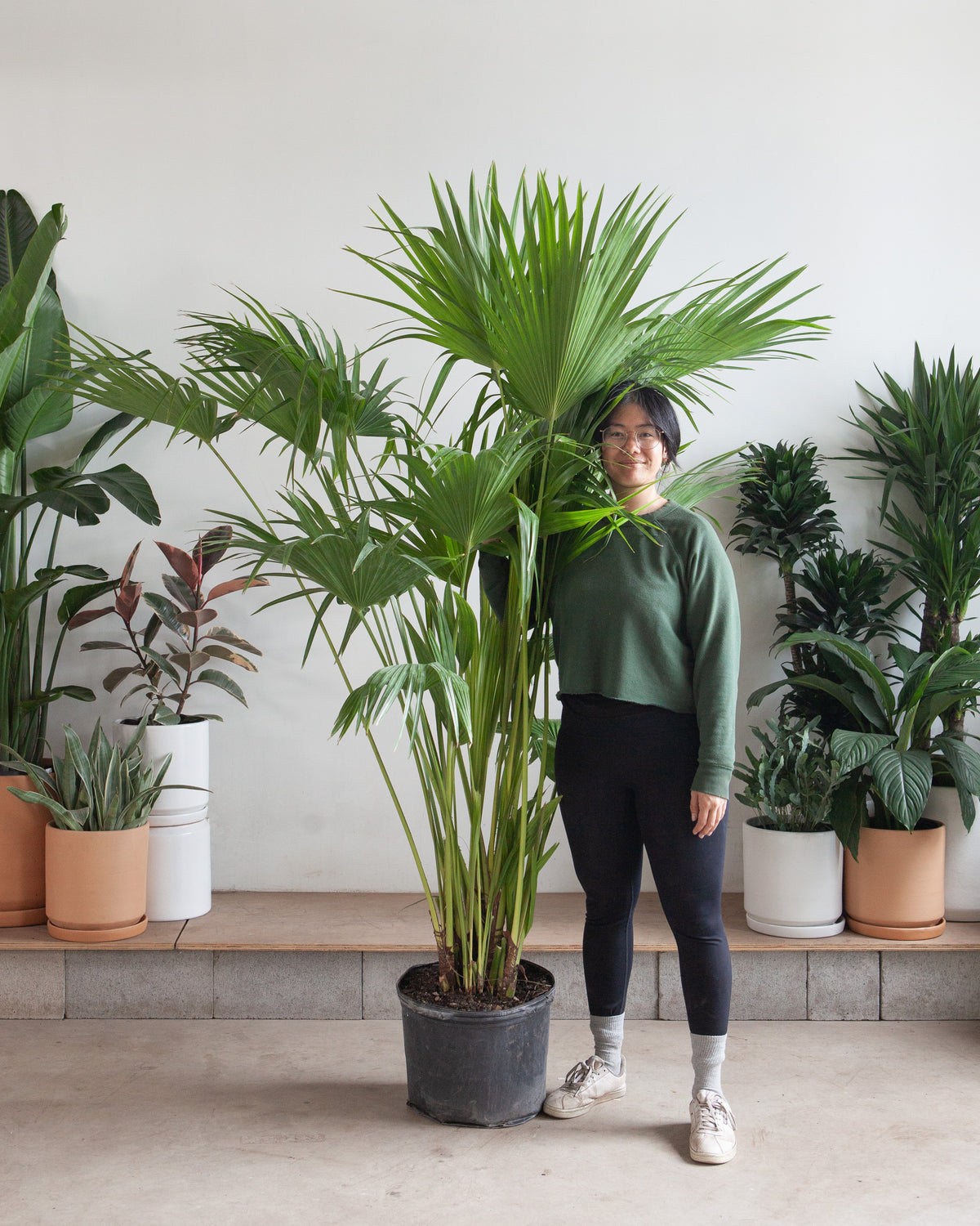 CHINESE FAN PALM 14 INCH. Grower Pot (4-5' tall) — Dynasty Plants