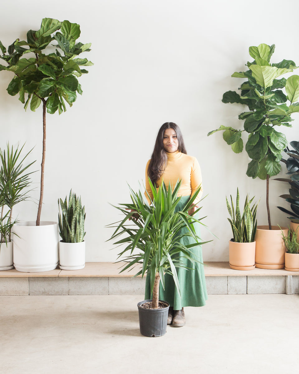 YUCCA 10" SINGLE CANE Grower Pot (4' 2" tall) – Dynasty Plants