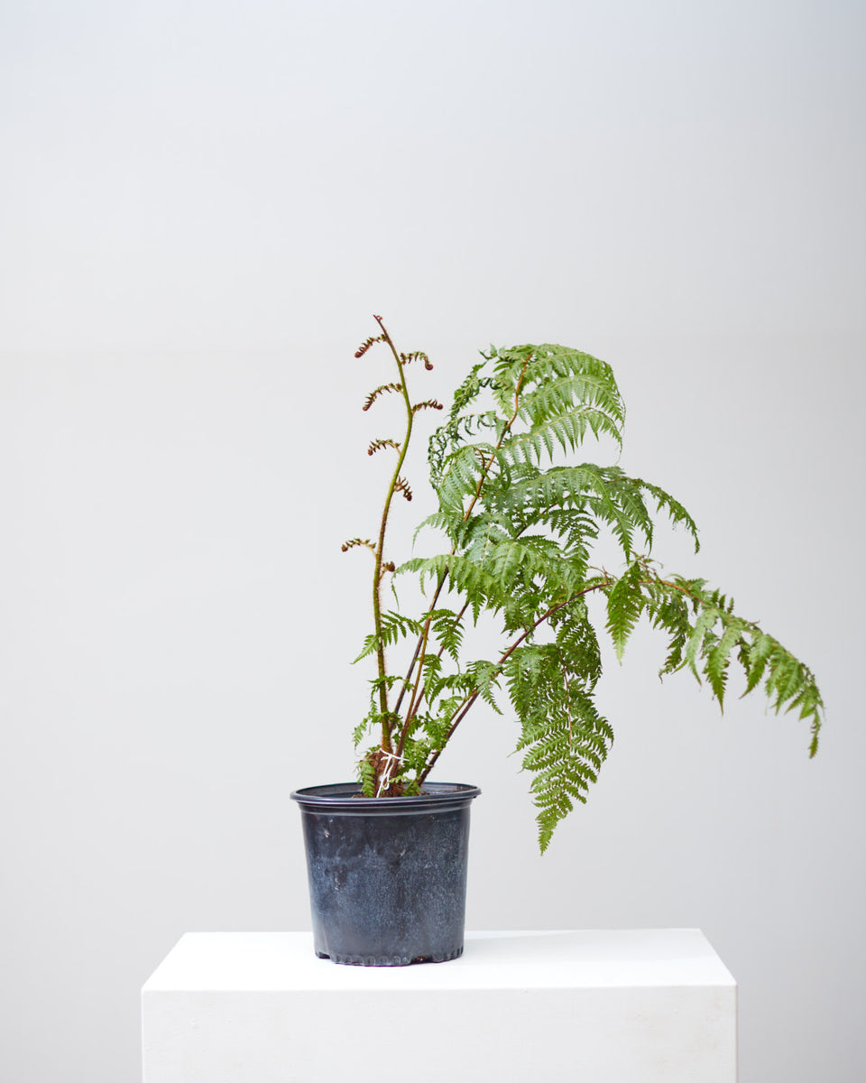 AUSTRALIAN TREE FERN 10" Grower Pot – Dynasty Plants