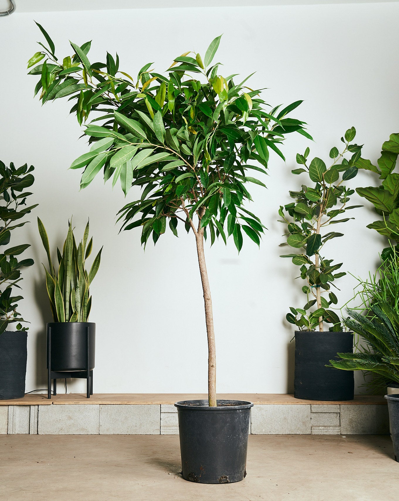 Braided Amstel King Fig Tree: Ficus maclellandii - 14 inch pot - 5-6 f ...