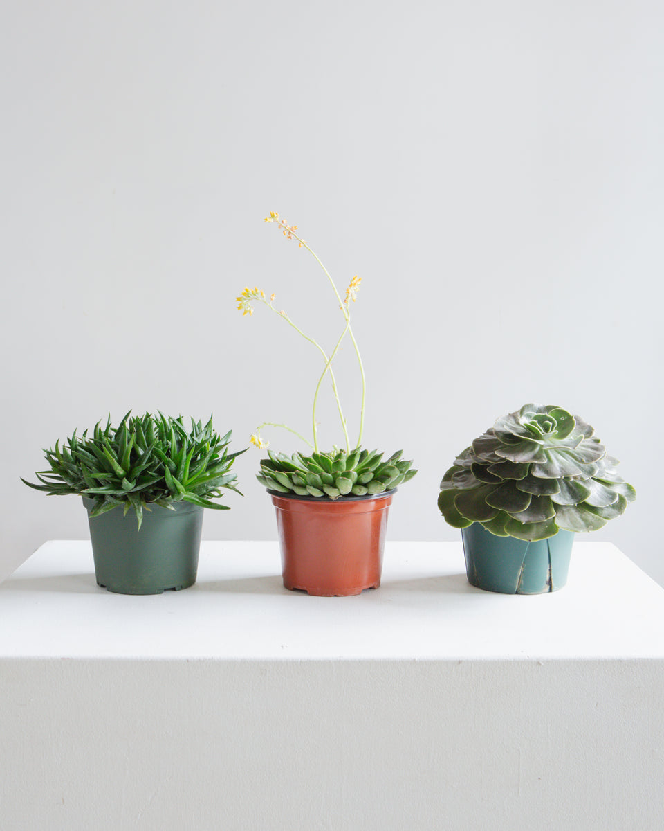 ASSORTED SUCCULENT 5" Grower Pot – Dynasty Plants