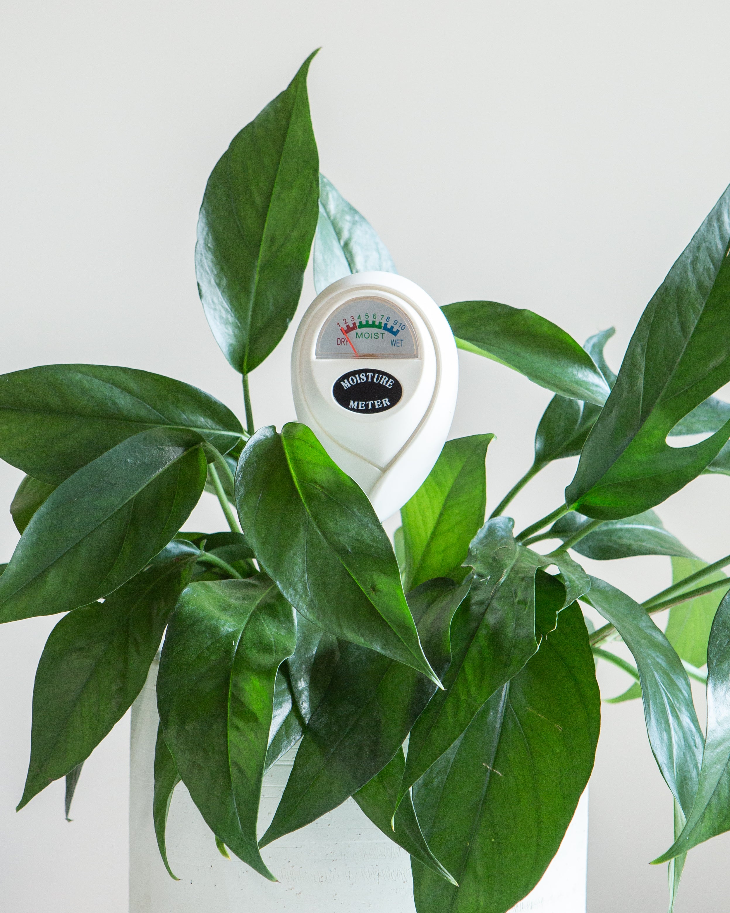 Moisture Meter by Plant Vitamins – Dynasty Plants